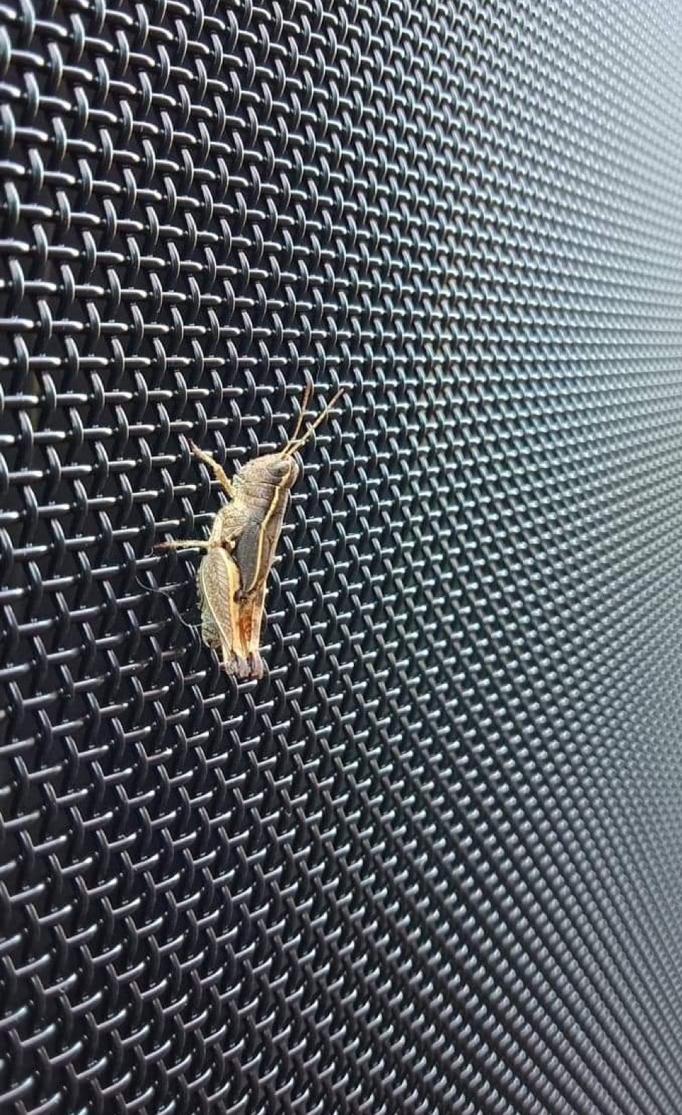 Fly Screen Doors Adelaide | Window Fly Screens | ASI Holden Hill